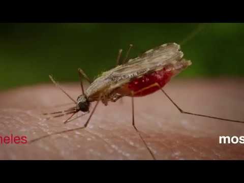 Small bite: Big threat (Short version)