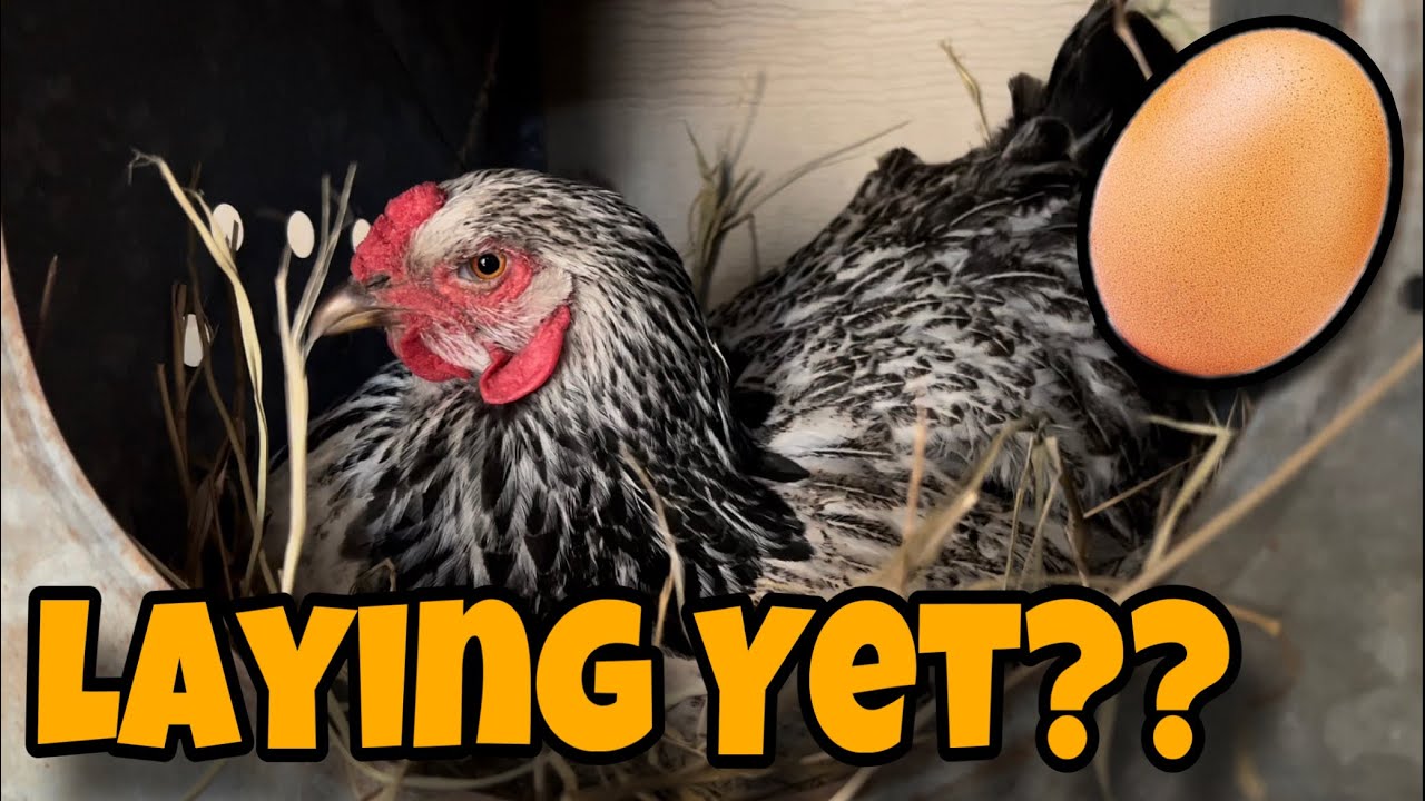 What age do Chickens Start Laying Eggs? Real answer (Peak Production)