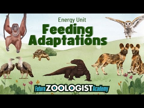 Feeding Adaptations | How Animals Find & Catch Food