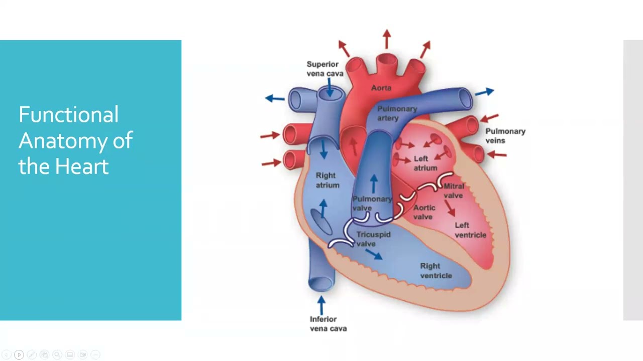 Heuer_ACCS Fundamentals of Hemodynamic Monitoring