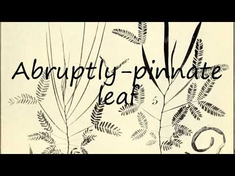 How to Pronounce Abruptly-pinnate leaf?