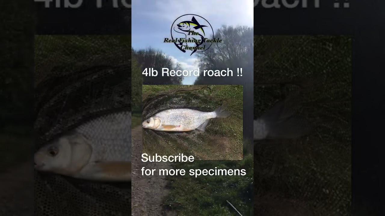 Specimen roach #youtube #short #fishing