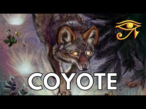 Coyote | Trickster & Shapeshifter