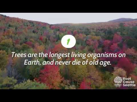 3 Facts About Trees - Root Cause Seattle