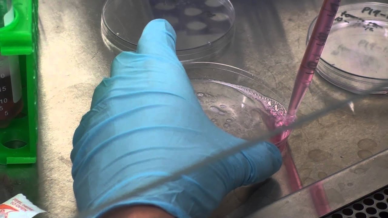 BioE 498 Day 1, Lab 2