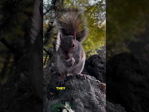 ????️ Fun Facts about Squirrels!!! ????️. #squirrels #nature #TadoScenicViews #forest #naturelovers