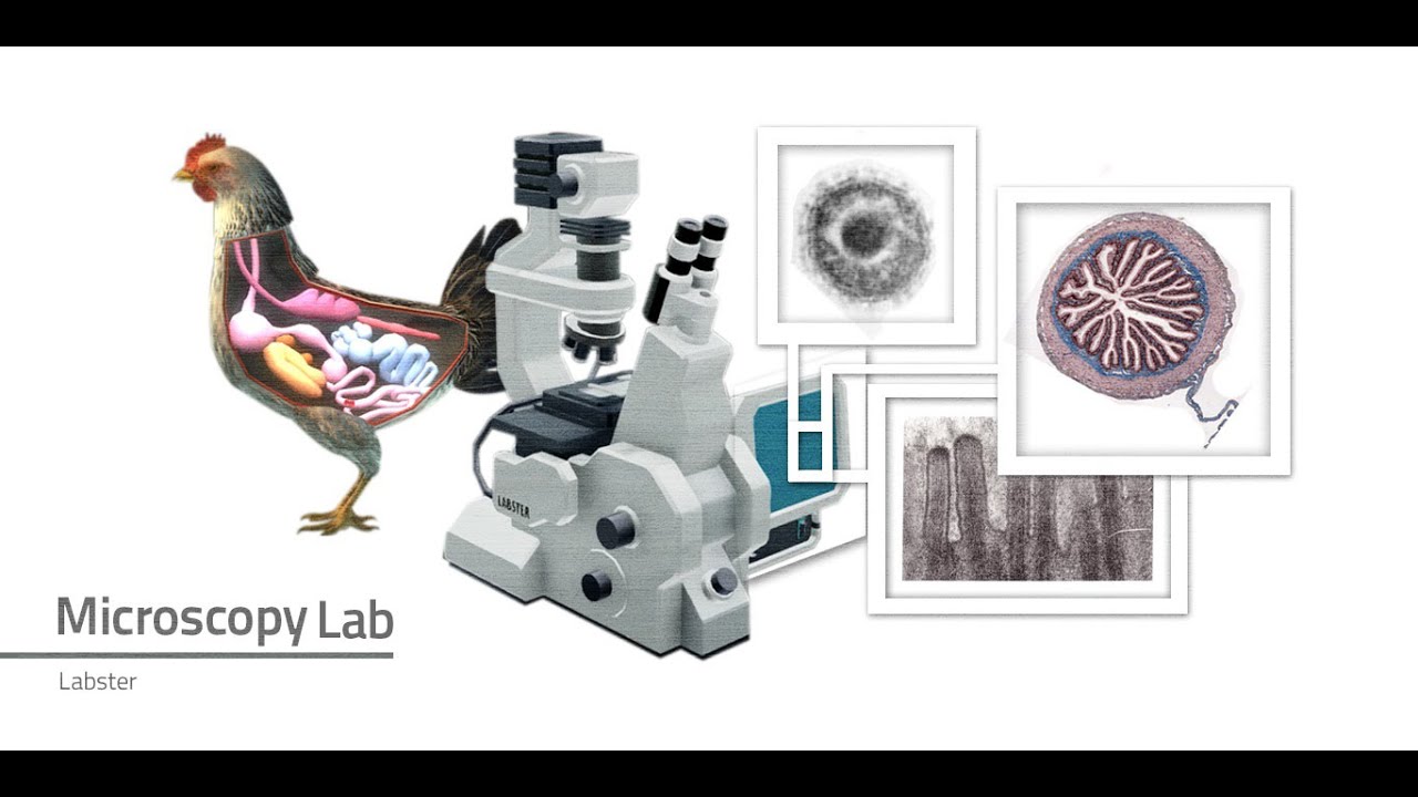 Labster Virtual Lab: Microscopy Simulation