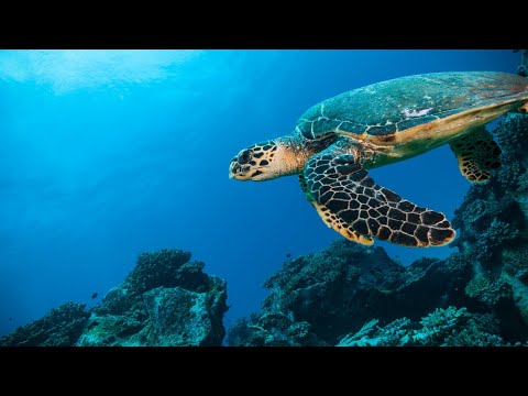 Five things you need to know about the oceans | i-Biology