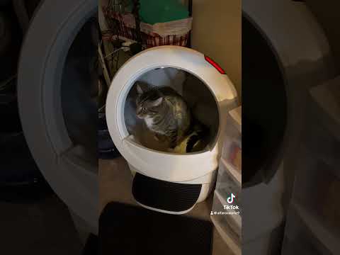 Using the litter robot 4 for the first time