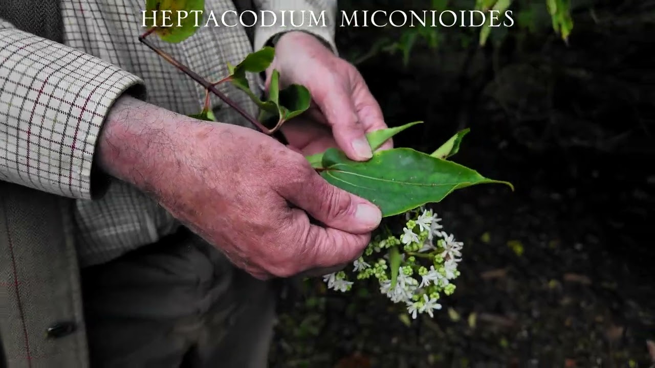Heptacodium miconioides
