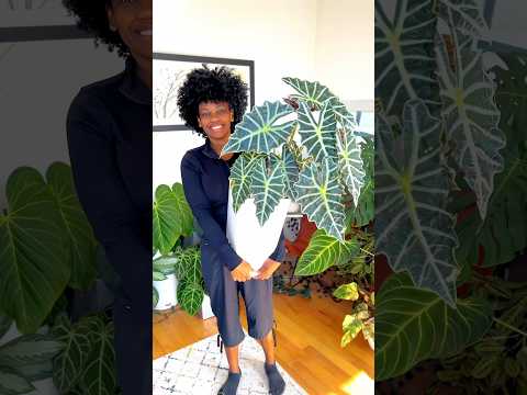 Alocasia Polly Glow up Journey- #plants #plantlover #indoorplants #plantcare #alocasia #houseplants