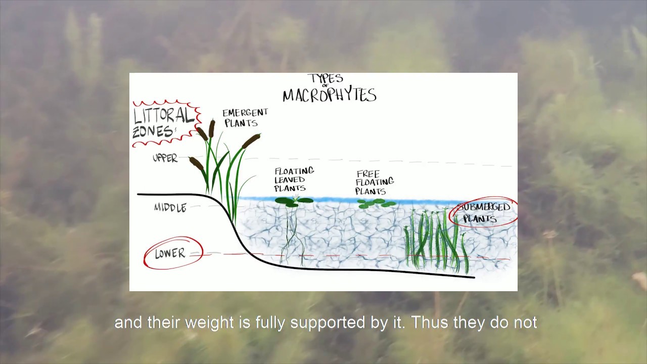 NALMS Student Video Series #3: Macrophytes