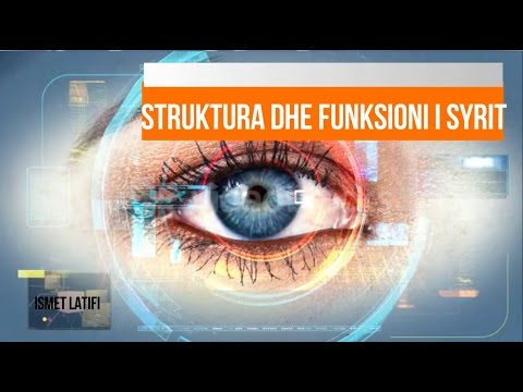 Struktura Dhe Funksioni I Syrit- Sistemi i Te Pamurit