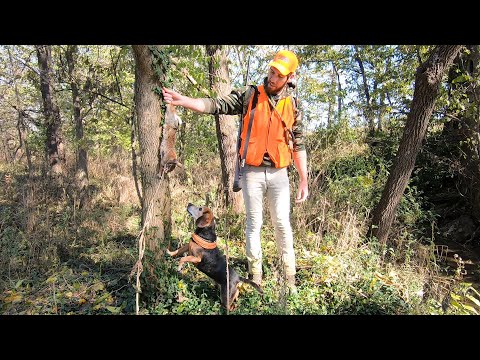 Rabbit Hunting with a Pet Beagle