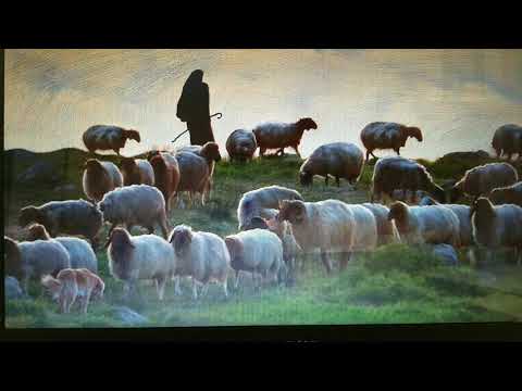 Daily Devotion "Good Shepherds" (John 10:1-10)