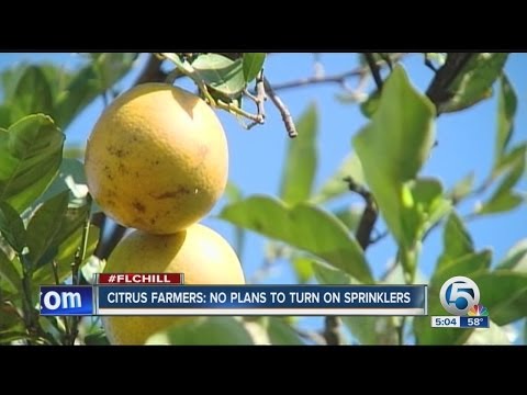 Citrus farmers: No plans to turn on sprinklers