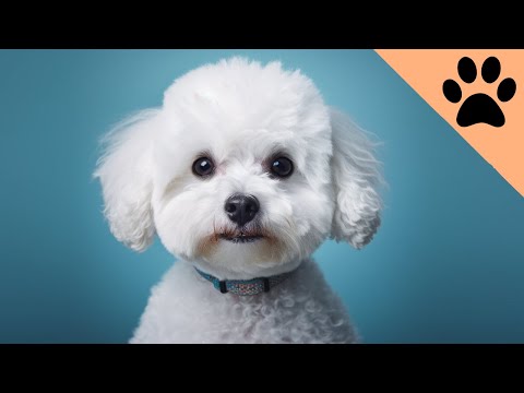 Bichon Frisé: Pros and Cons