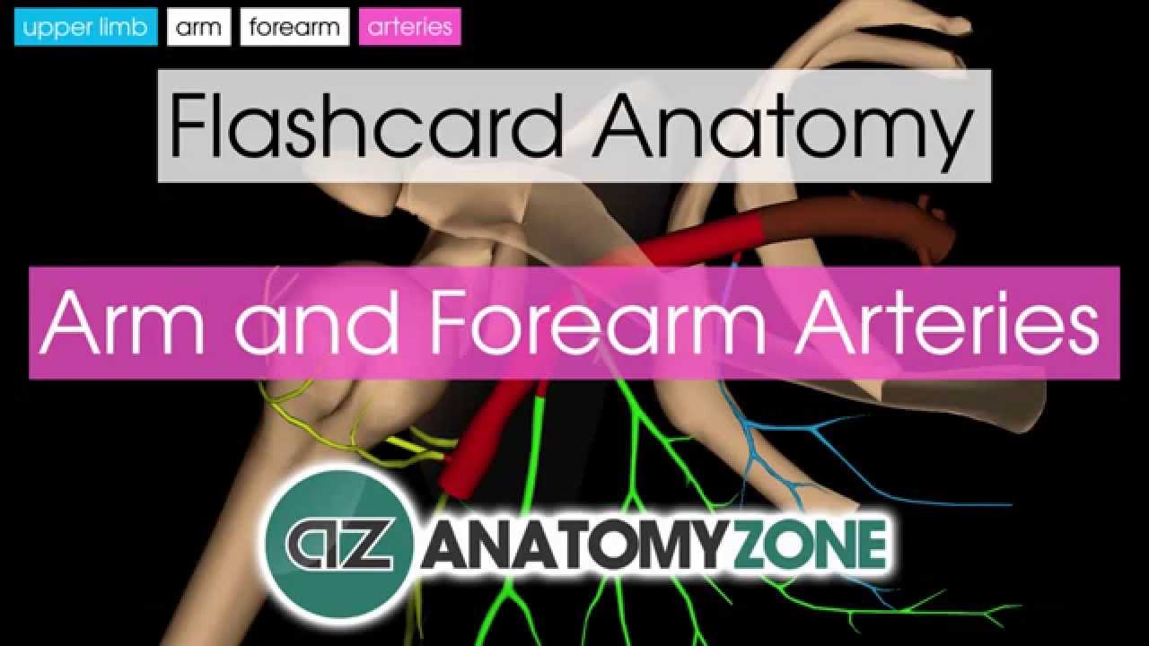 Arm and Forearm Arteries | Flashcard Anatomy