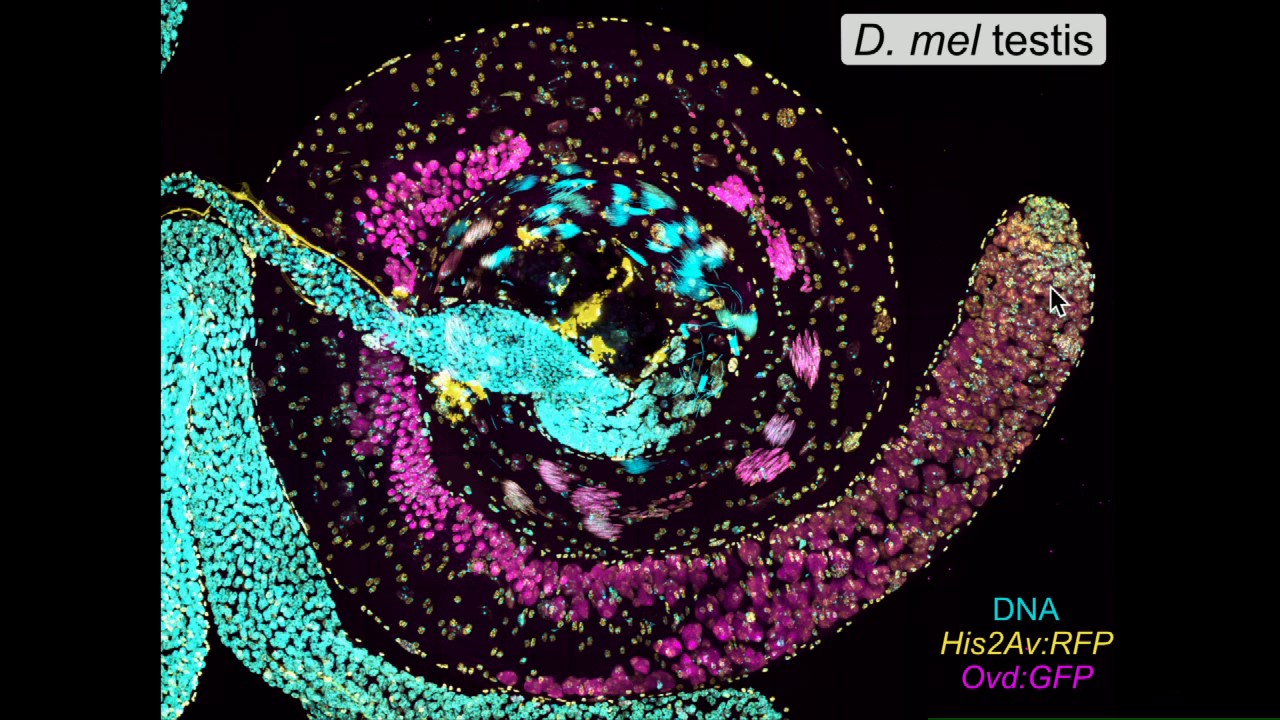 C Large: Mechanism of hybrid incompatibility between two subspecies of Drosophila pseudoobscura.