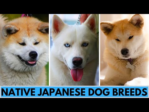 6 Native Japanese Dog Breeds