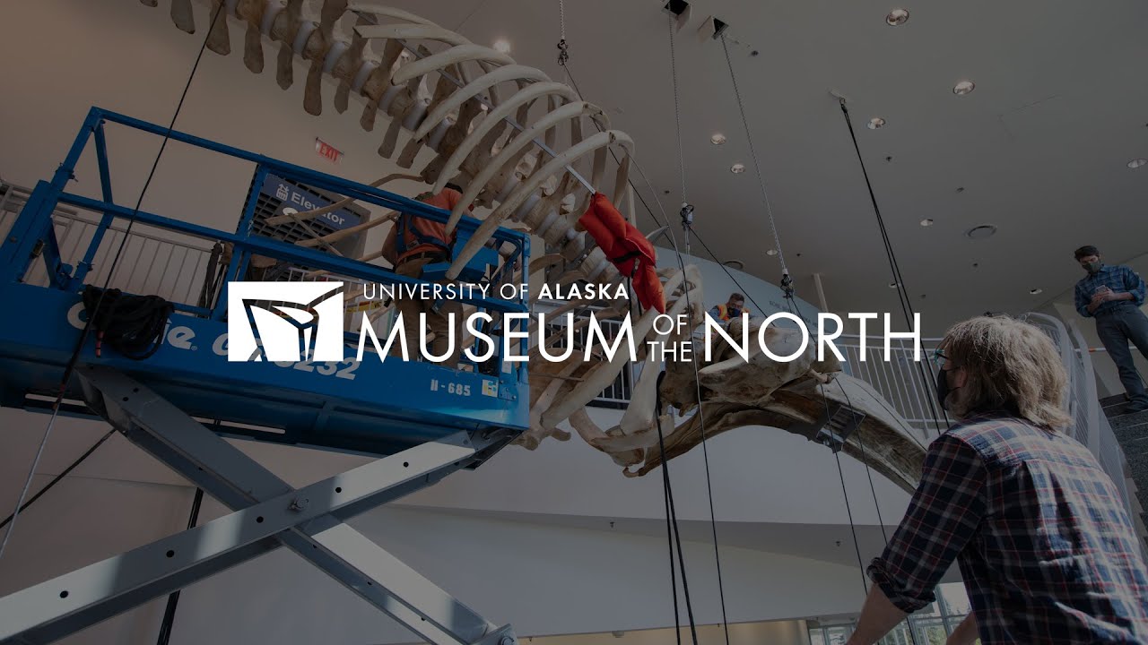 Bowhead Whale Articulation: Introduction