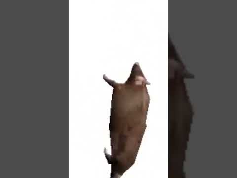 Spinning rat