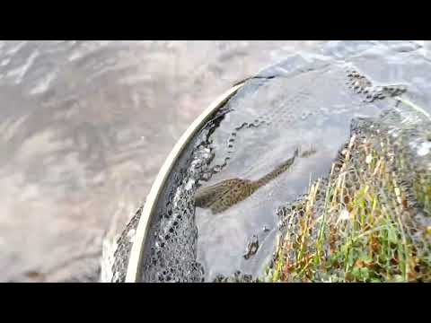 MOMENTS FORTS A FLY BANSON – Rivieres d' Auvergne à la Mouche