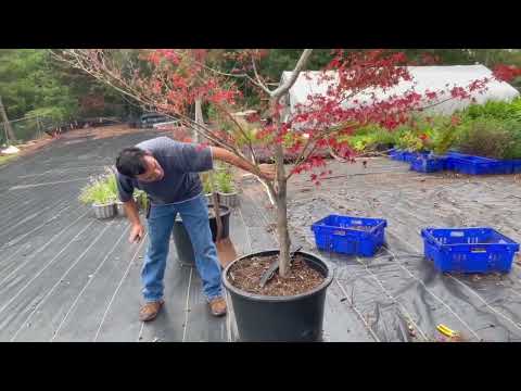 Brightwater Nursery How to prune a Japanese Maple Tree