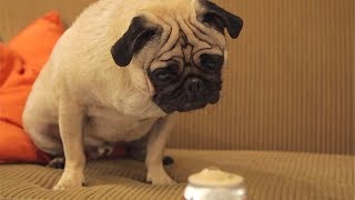 Pablo The Pug's Important New Food Insights