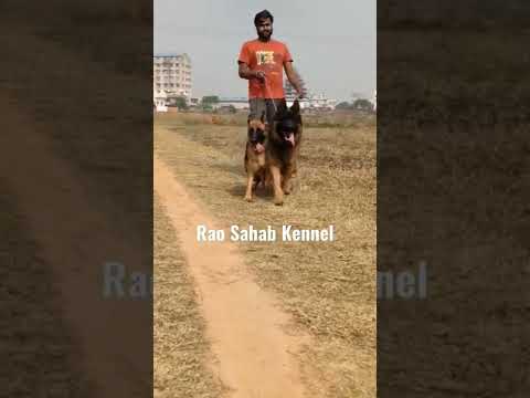 German Shepherd #shorts #dog