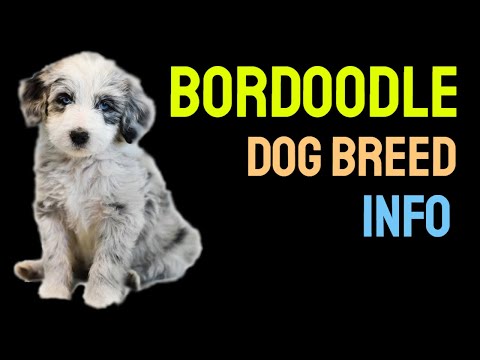 Bordoodle Dog Breed Information - The Ultimate Family Dog | Bordoodle Dogs 101