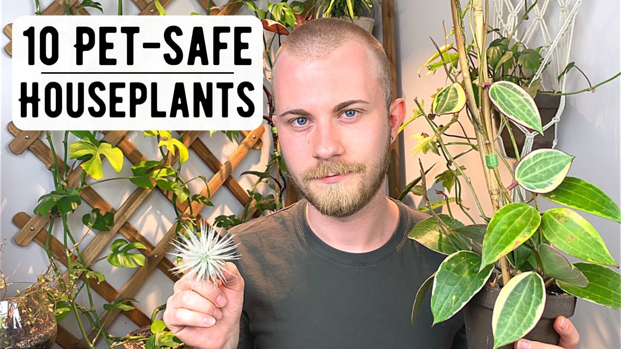 10 Interesting Non-Toxic Houseplants