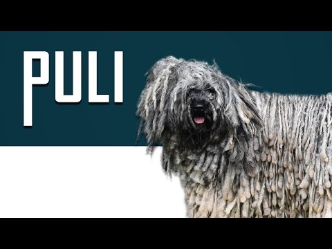 Puli | Complete Dog Breed Guide | #petmoo | #pulidogbreed