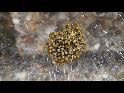 Garden Spider - Araneus diadematus - Spiderlings