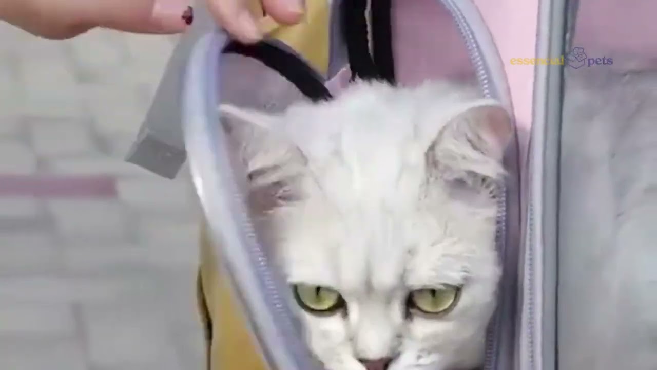 Mochila para gato e cachorro transparente