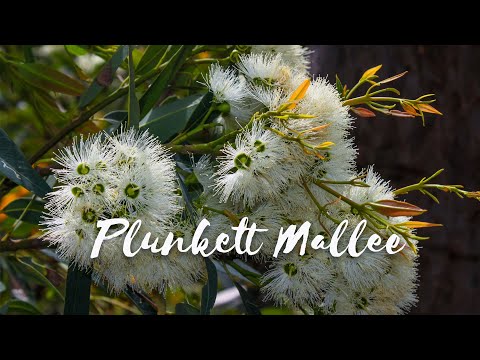 Back from the Brink - Season 2 Episode 1 - Plunkett Mallee