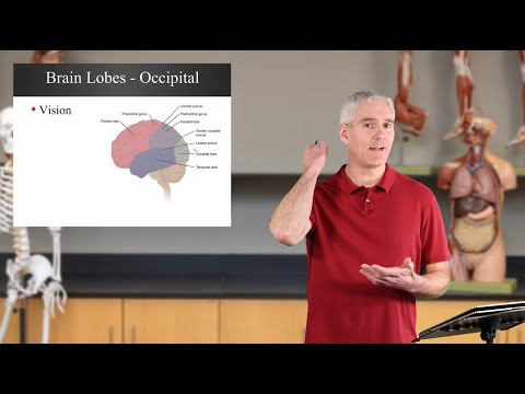 Cerebral Hemispheres and Lobes (Ch13CNS - Slides57-66)