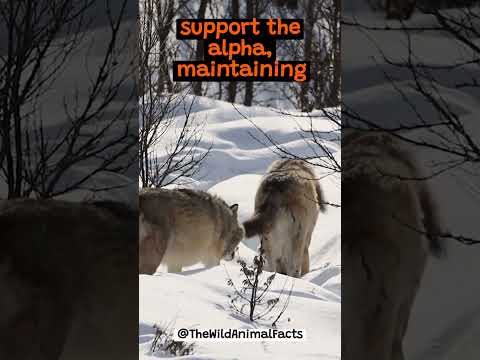 The Fascinating Social Structure of Wolf Packs | The Wild Animal Facts