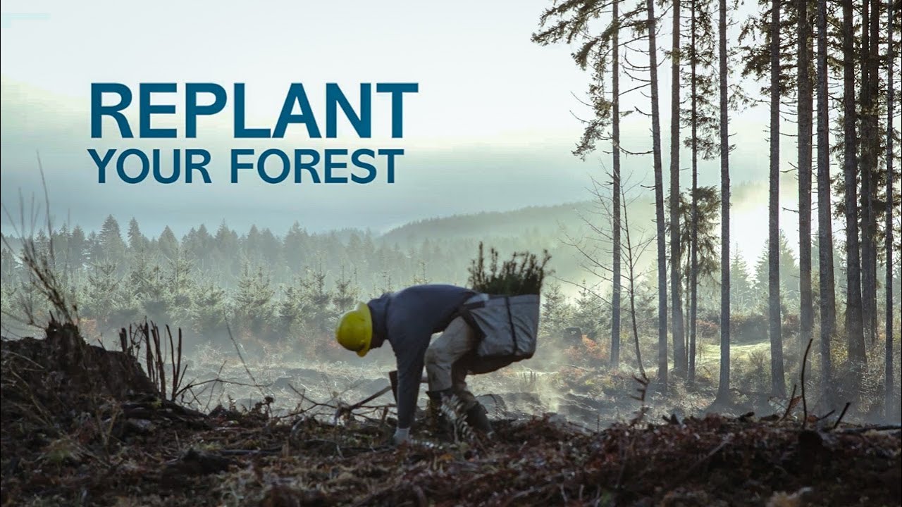 Replant Your Forest
