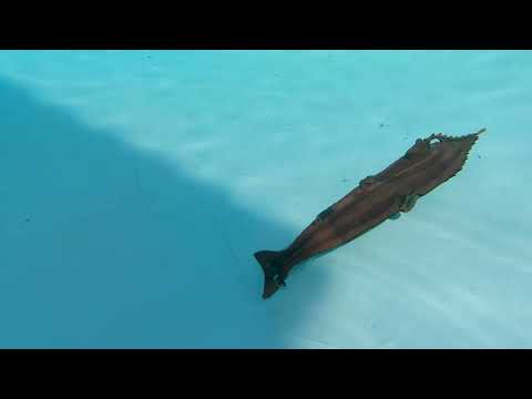 🌆 NOTICE DE MONTAGE DU NAUTILUS RC / NAUTILUS RC ASSEMBLY INSTRUCTIONS ...