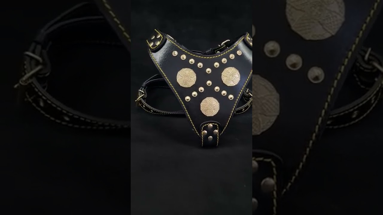 Maximus harness Black & Gold