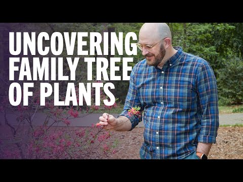 Discovering the family tree for plants
