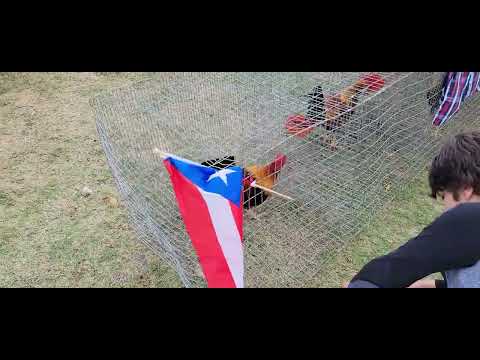 Cockfighting In Puerto Rico?