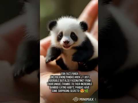 6 Mind-Blowing Facts About Pandas You Didn't Know! 🐼✨