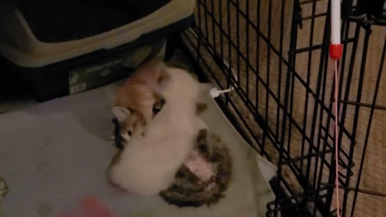 Kitten Wrestle Pile!