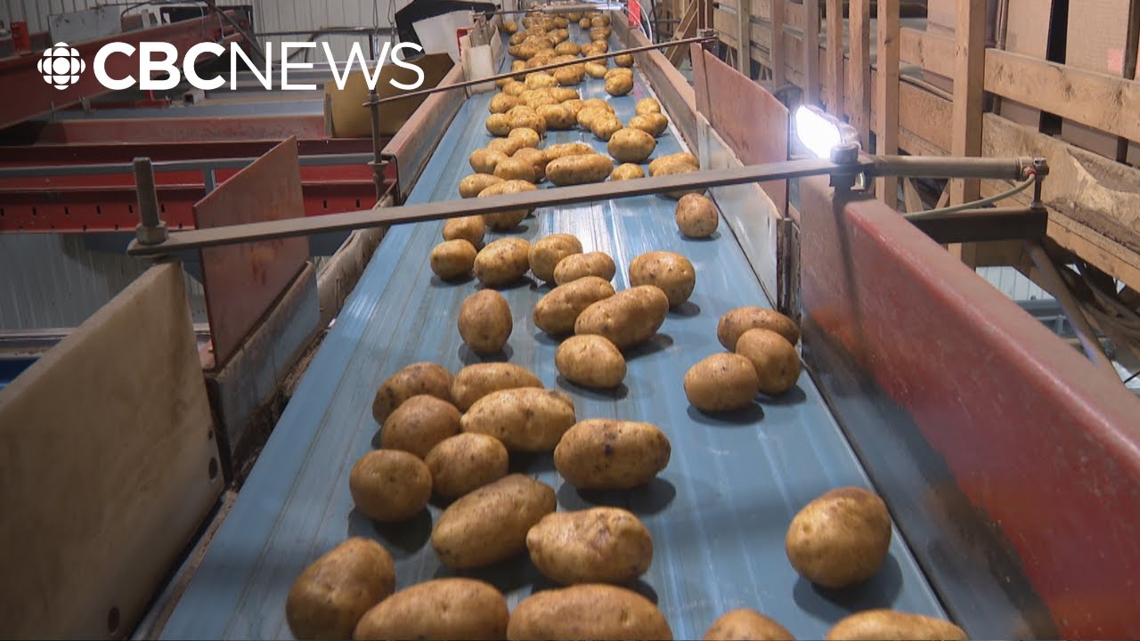 2025 was a tough year for P.E.I. potato growers. Here's how they're doing now