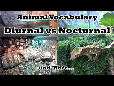 Animal Vocabulary Diurnal vs Nocturnal
