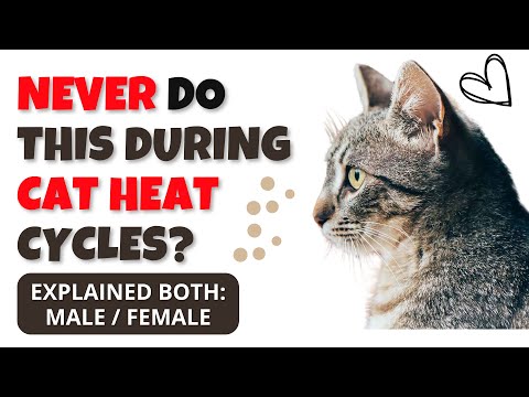 What Not to Do During Your Cat's Heat Cycle? | Explained | | Vets Now |