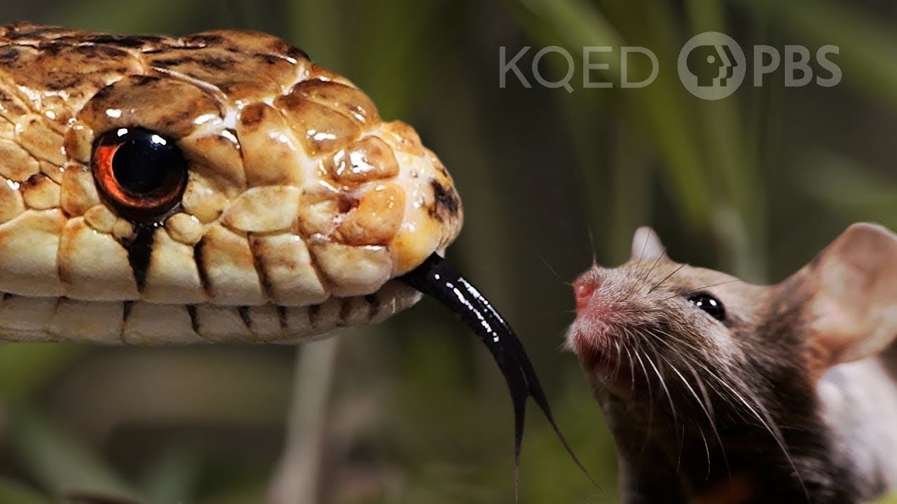 The Twisted Truth About Snake Tongues | Deep Look