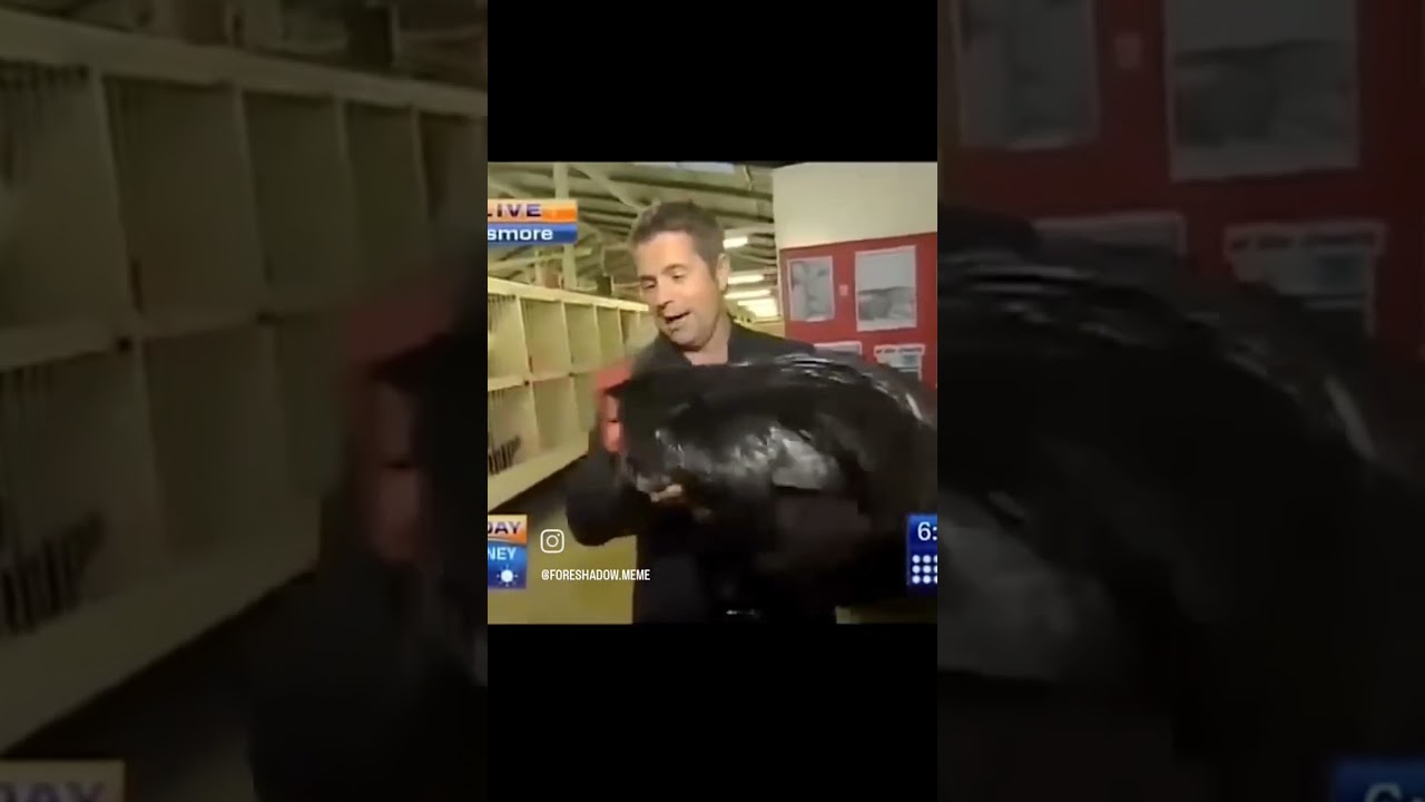 Subtle foreshadowing big black chicken.